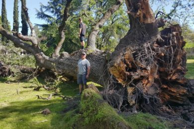 400-year-old oak tree crashes to ground behind historic Citrus Heights ...