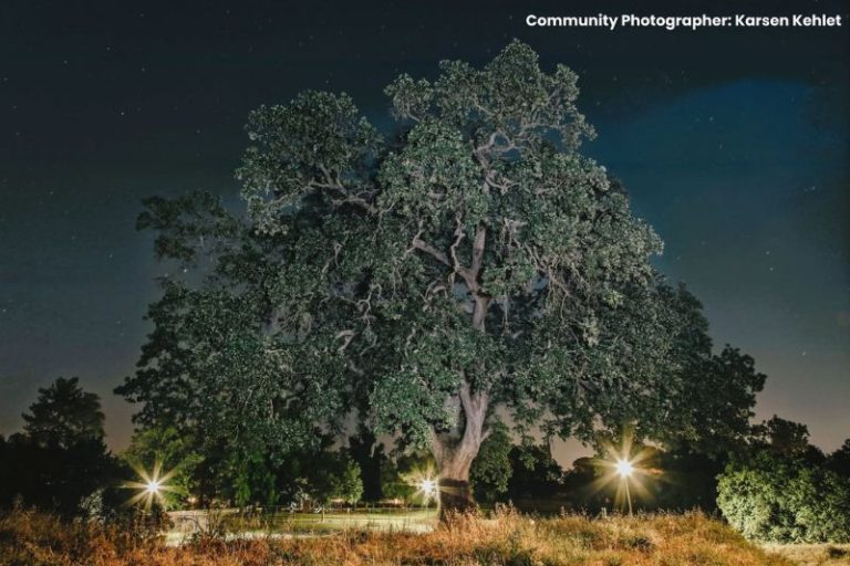 'Postcards from Citrus Heights' photo contest winners announced ...